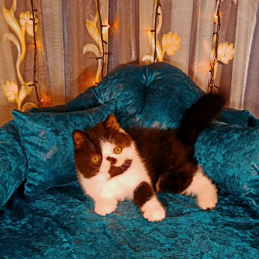 Экзотический мальчик