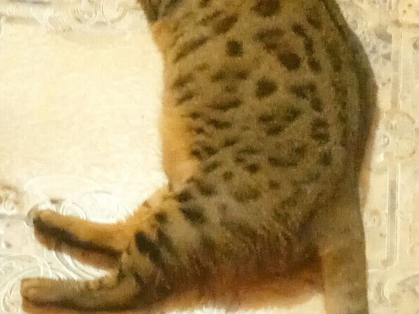 Бенгальская кошка бесплатно