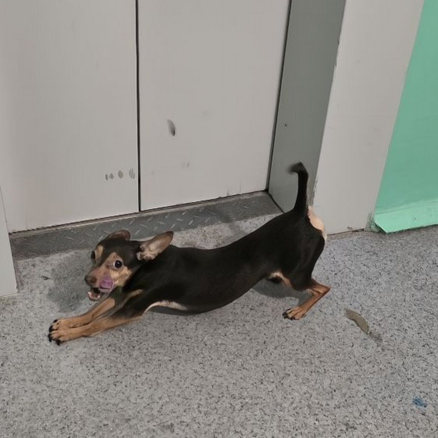 Русский той-терьер, взрослый пёс