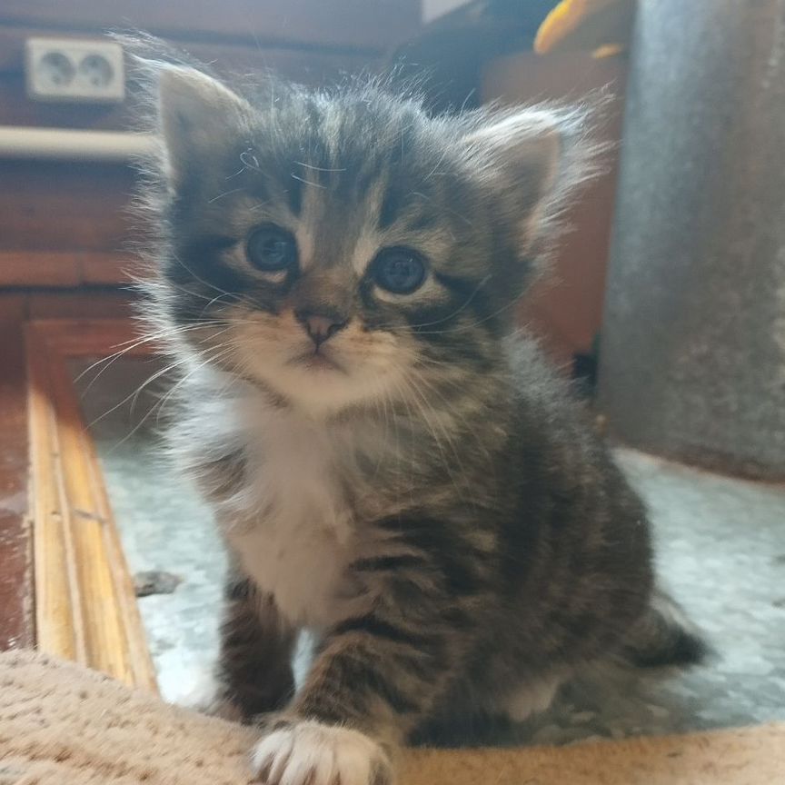 Котята в добрые руки от ловчей