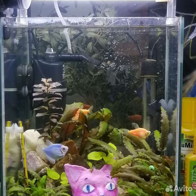 Криптокарина обмен