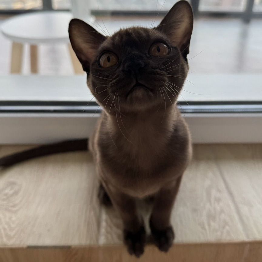 Европейский бурманский котёнок