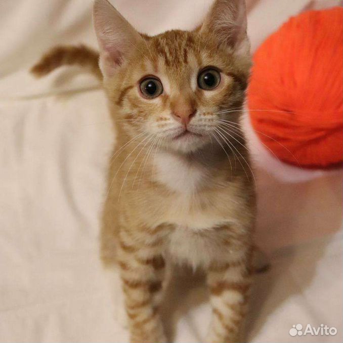 Рыжики в дар бесплатно