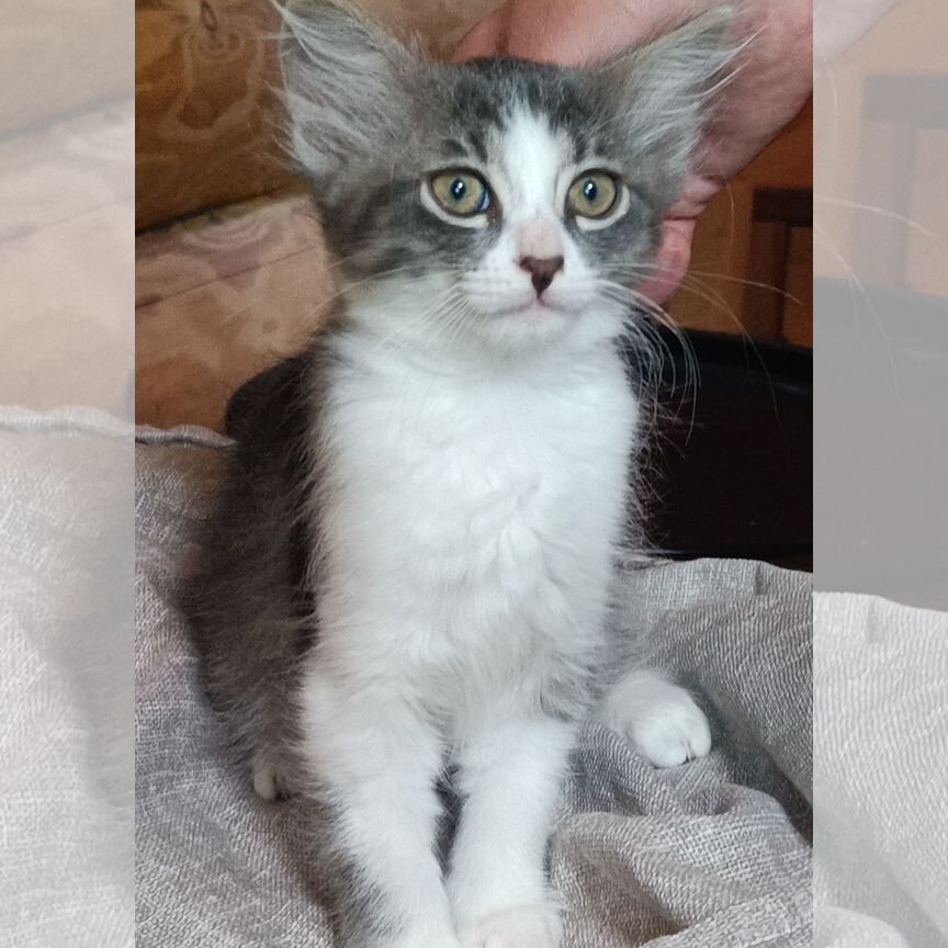 Котенок с дачи (мальчик 2 мес.)