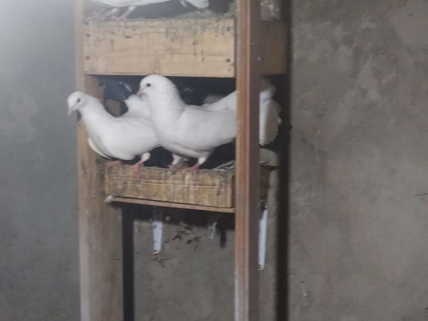 Голуби павлины