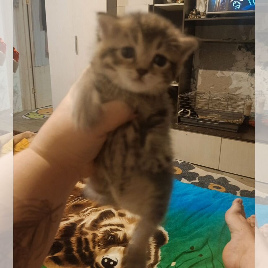 Шотландский вислоухий короткошёрстный котёнок