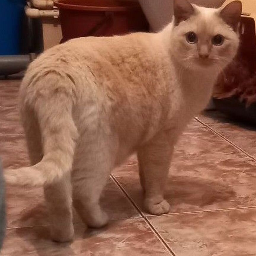 Взрослая кошка в добрые руки