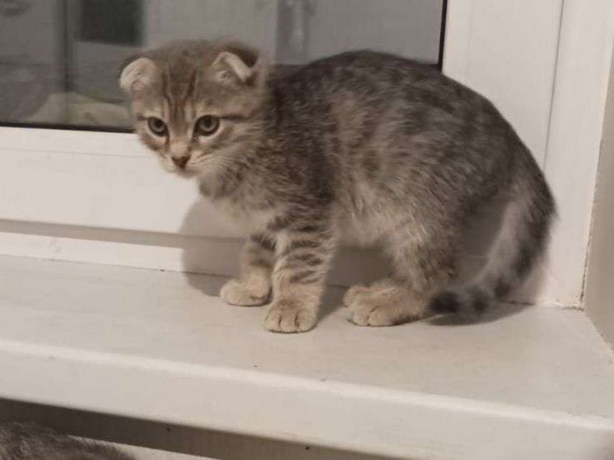 Кошка в дар бесплатно
