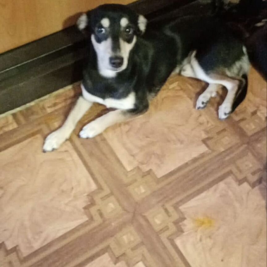 Домашние животные собаки в добрые руки