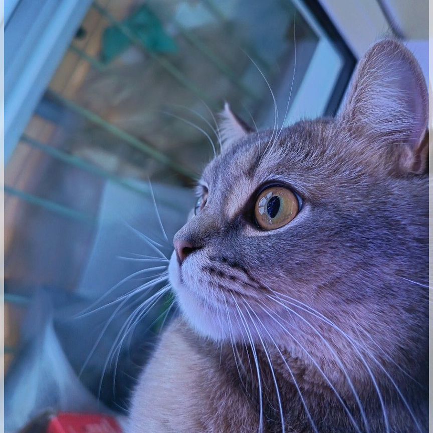 Британский короткошёрстный, взрослый кот