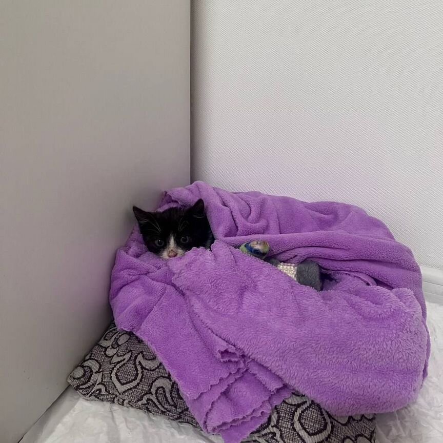 Котенок с непростой судьбой