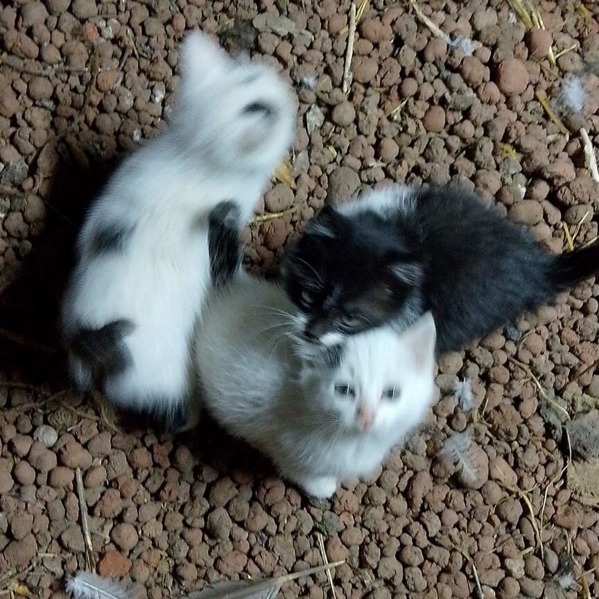 Котёнок в добрые руки