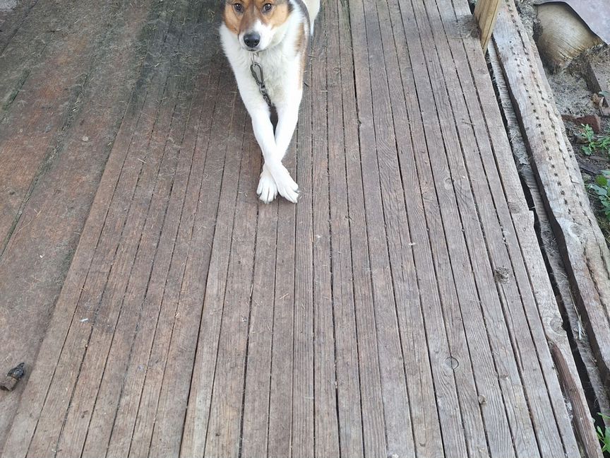 Собака в добрые руки отдам бесплатно