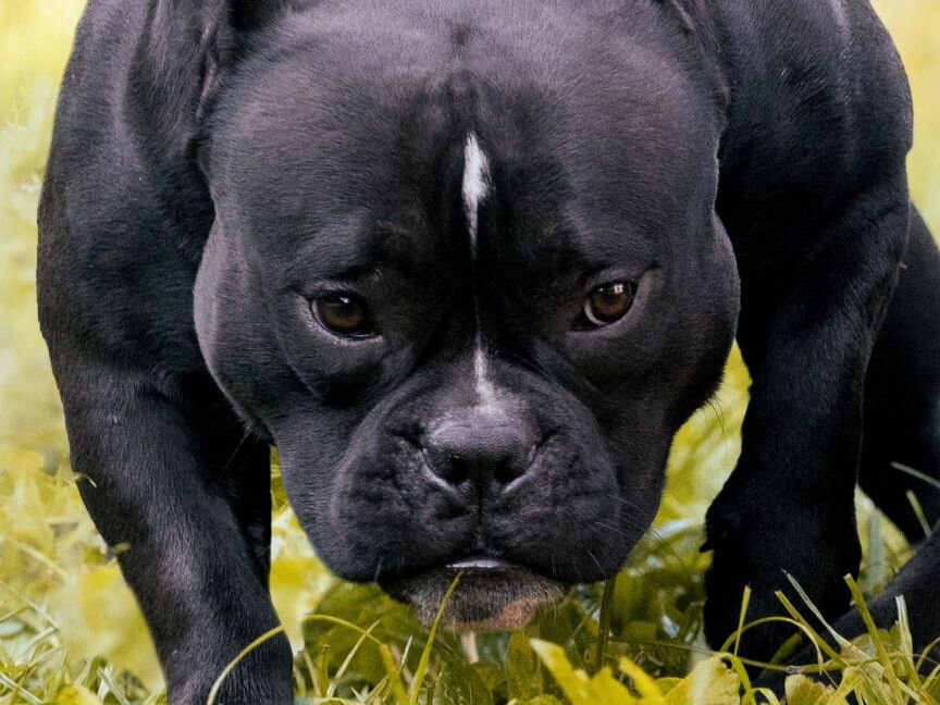 Черные американские булли