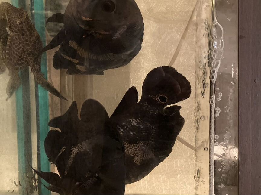 Аквариумные рыбки