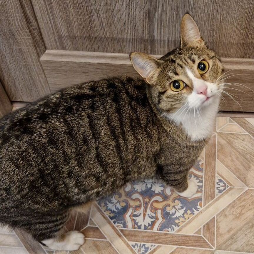 Взрослая кошка в добрые руки