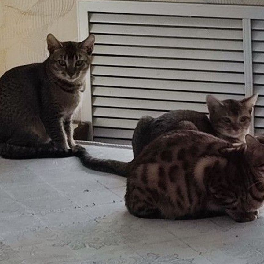 Котенок 4 месяца