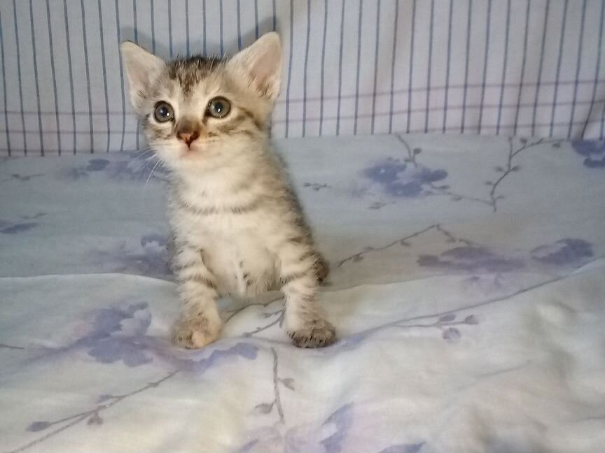 Очаровательные сестрички