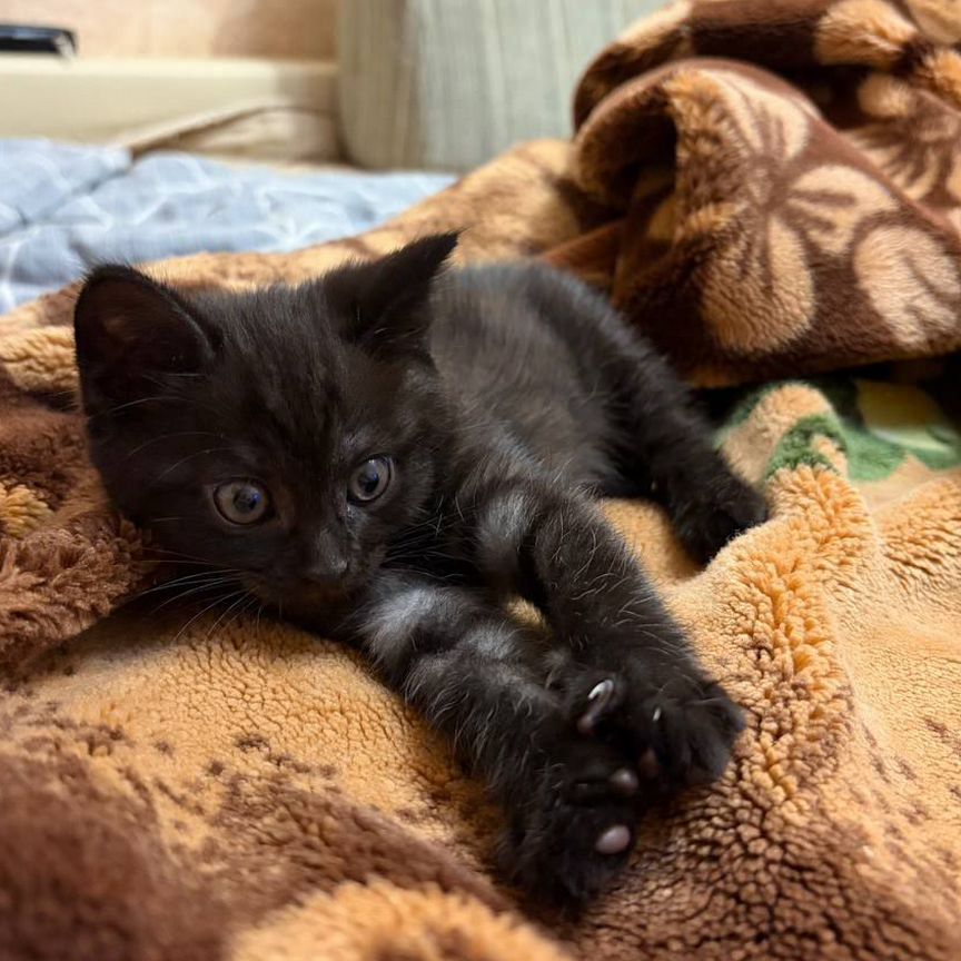 Котёнок в добрые руки