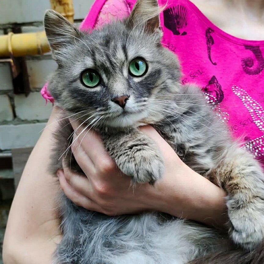 Ласковый котик в добрые руки