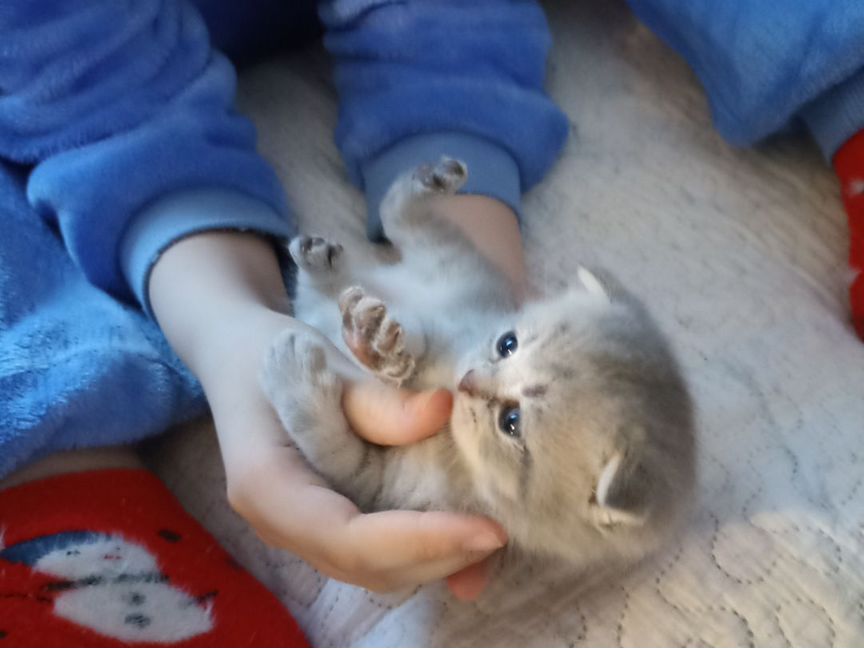 Шотландские котята