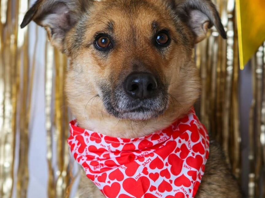 Собака в добрые руки