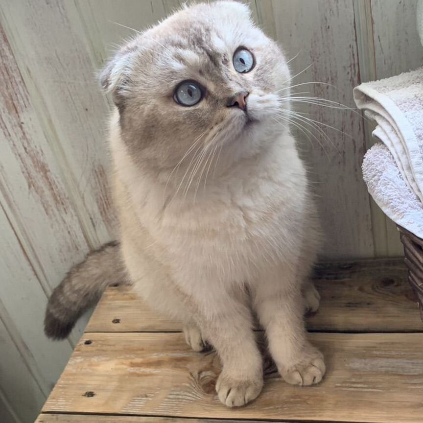 Скоттиш фолд вязка
