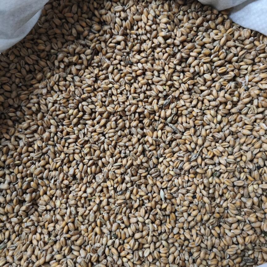 Зерно пшеница