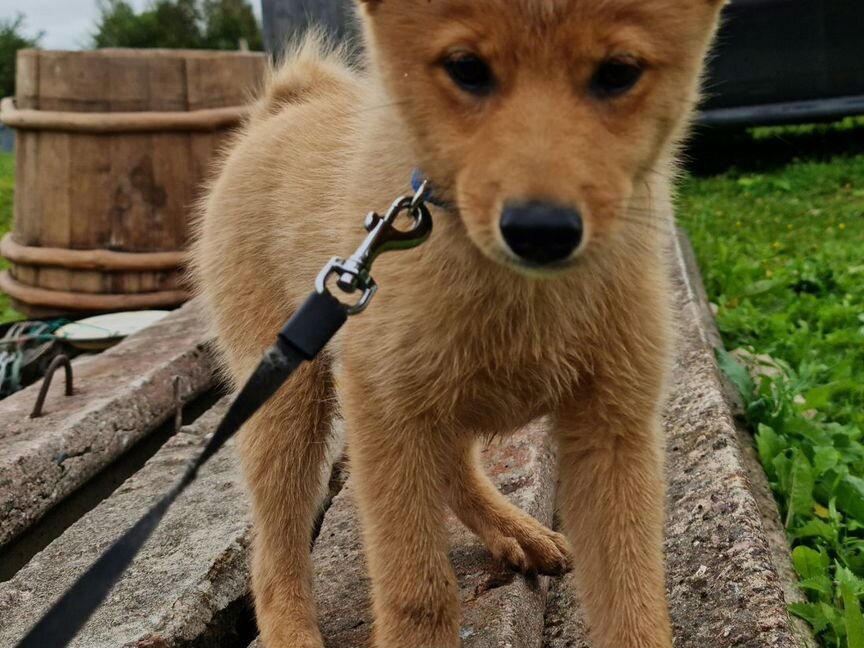 Щенок карело-финской лайки