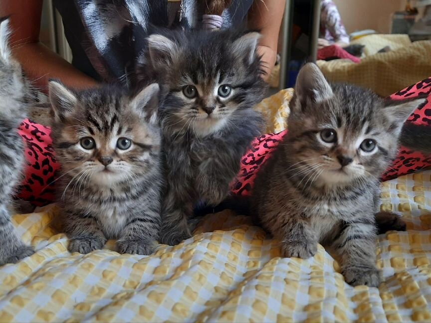 Котята от британской кошечки в добрые руки