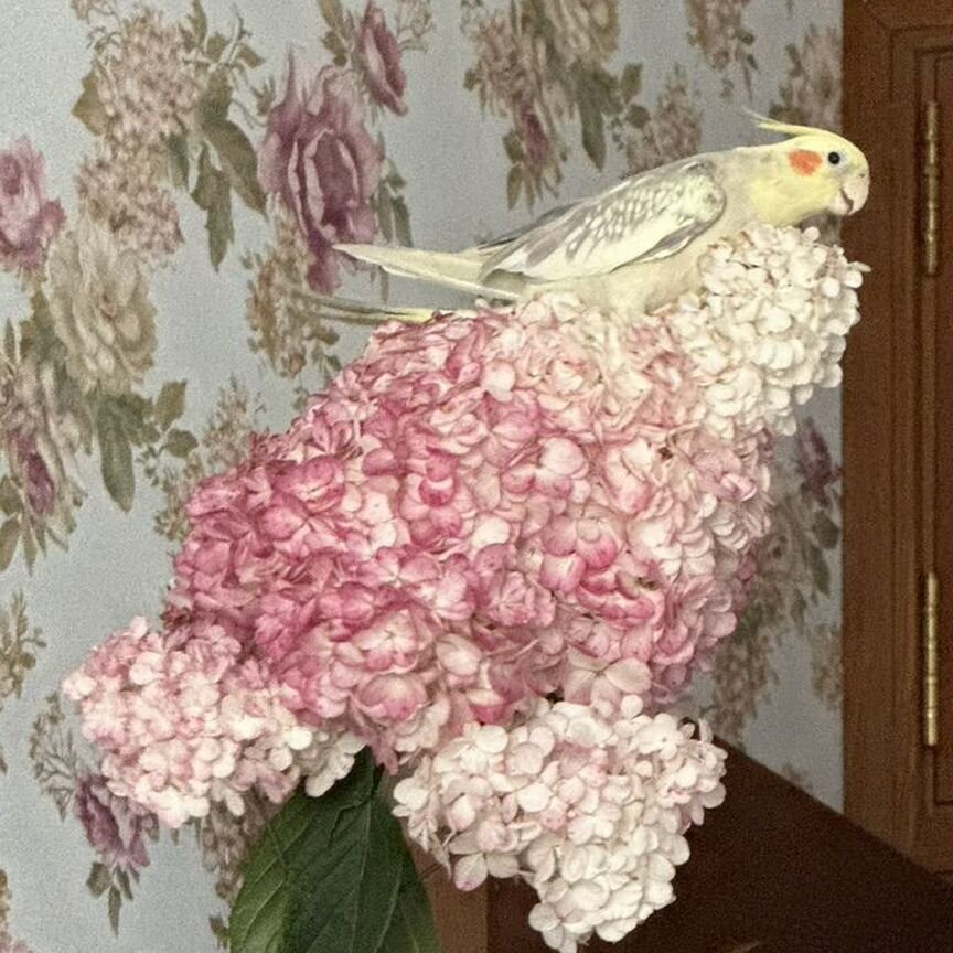 Попугай корелла с клеткой