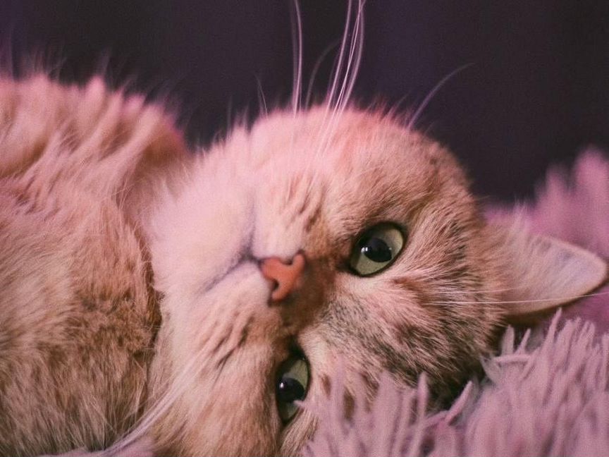 Кошка Плюша британка шиншилла
