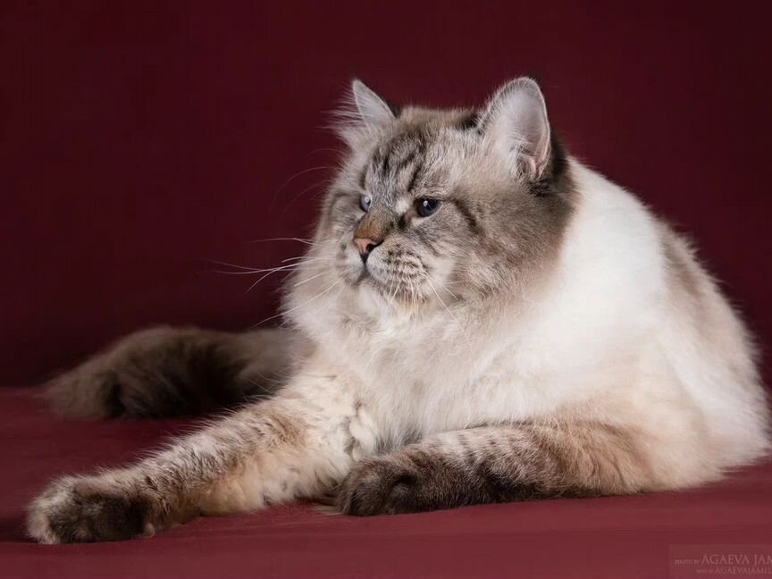 Невские маскарадные котята