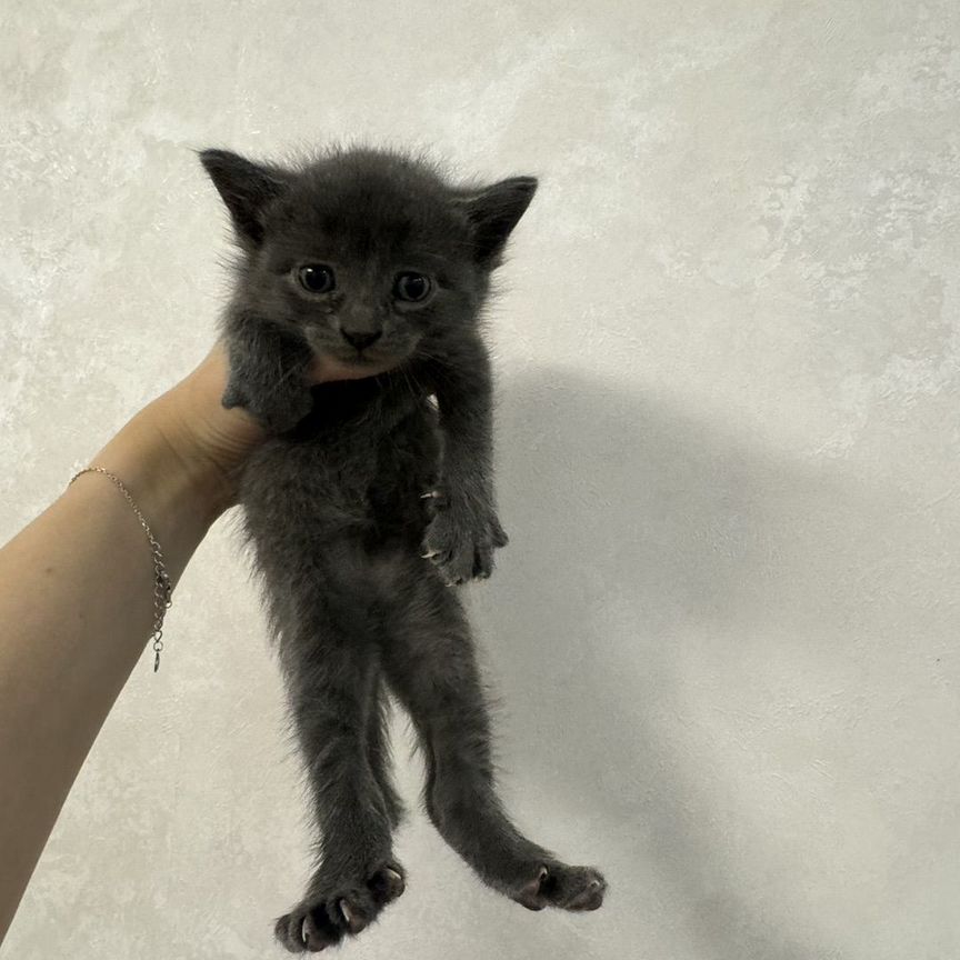 Котенок в добрые руки