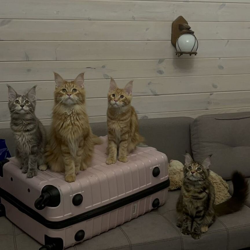 Котята мейн-кун