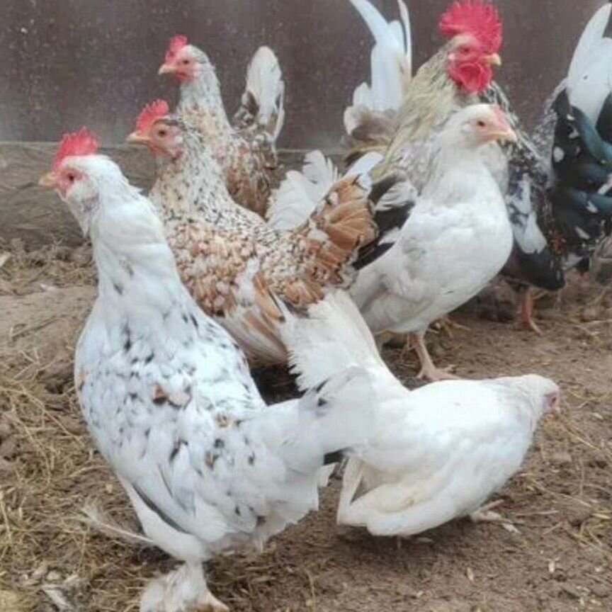 Инкубационное яйцо Бентамки