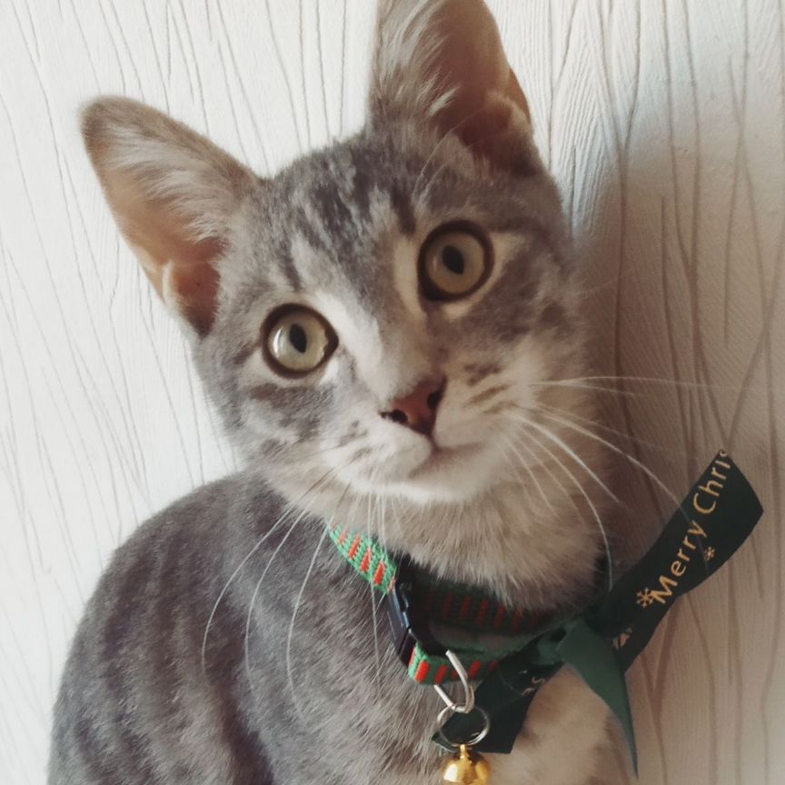 Котёнок ласковый красивый