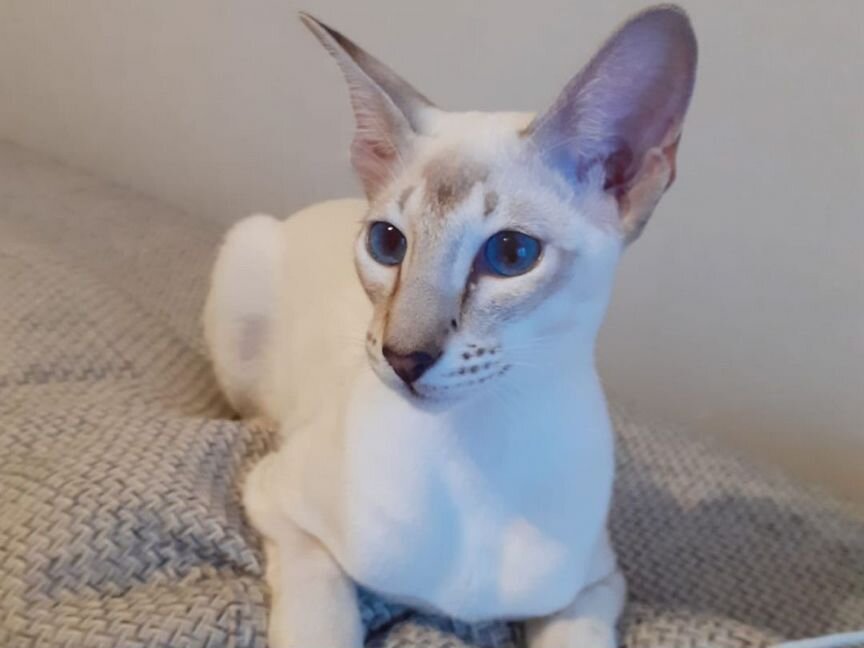 Ориентальная девочка