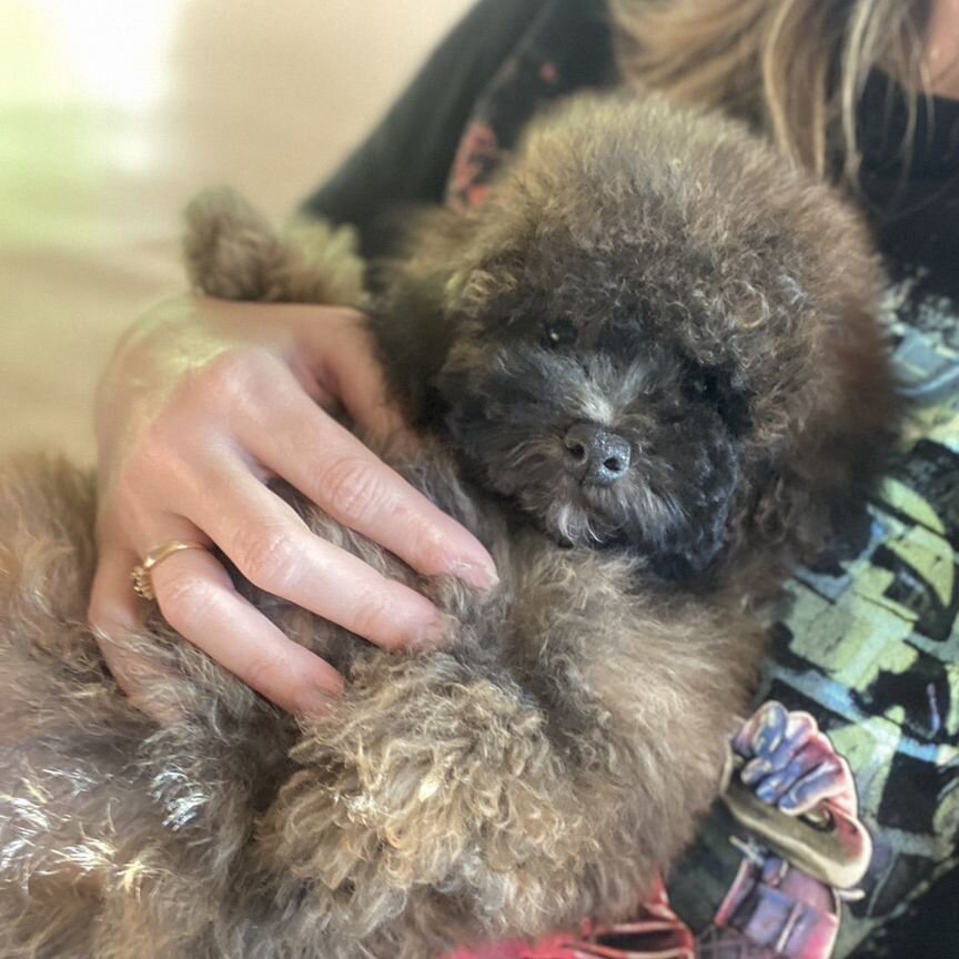 Цветной бишончик(пу-шон)