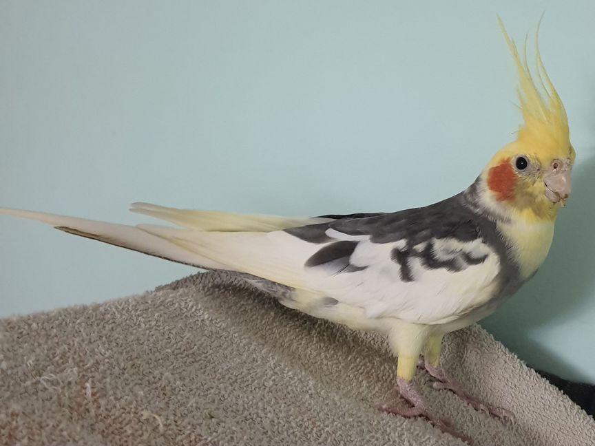 Попугай Корела