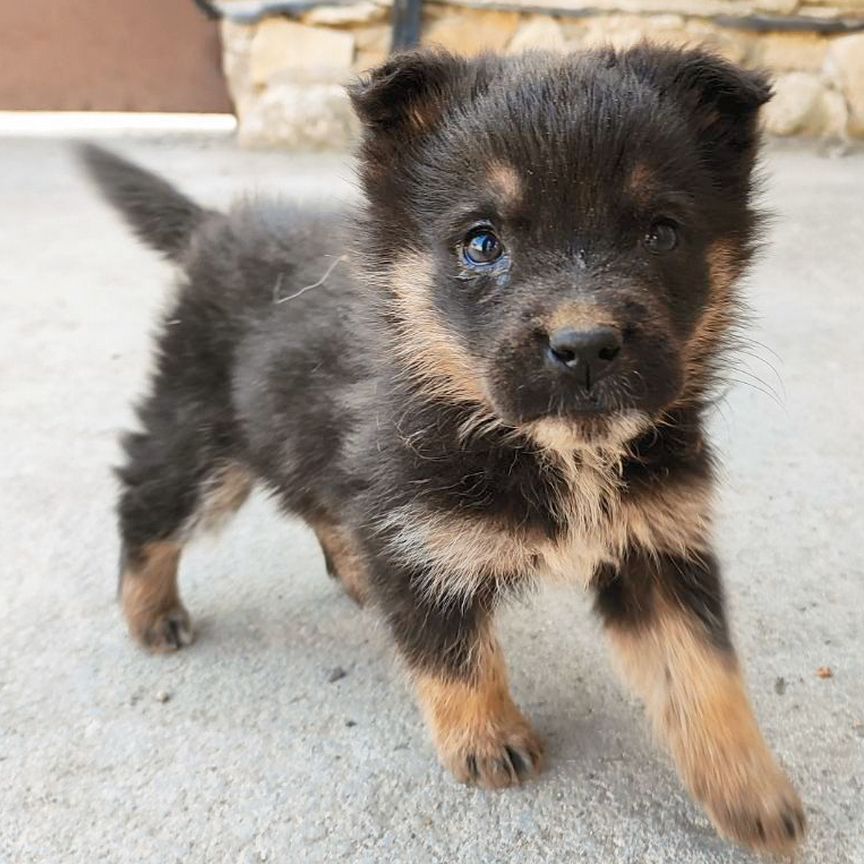 Заведи себе друга