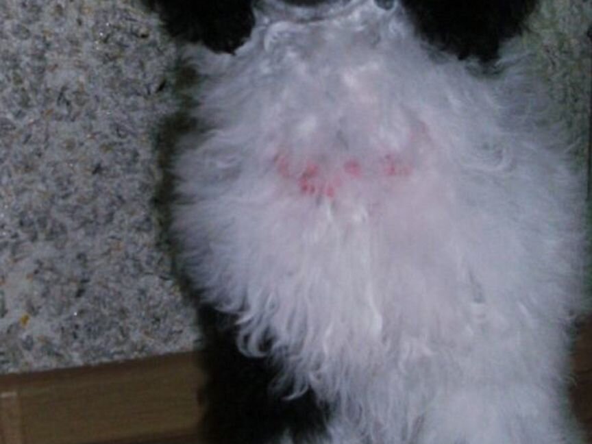 Карликовый пудель потерялась