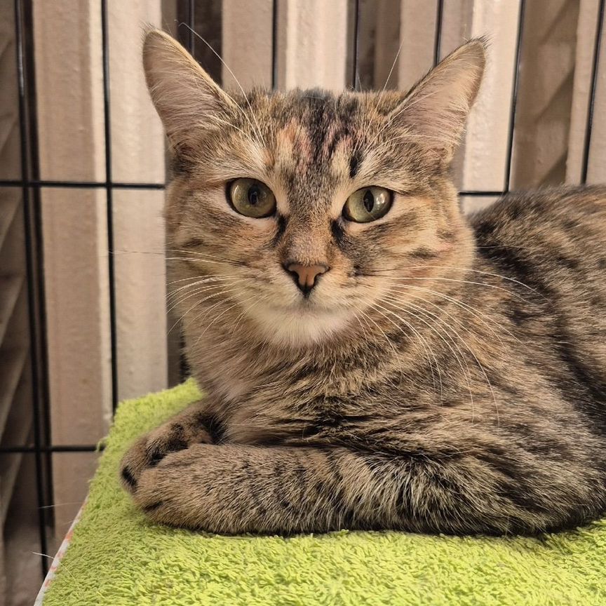 Тигровый котенок