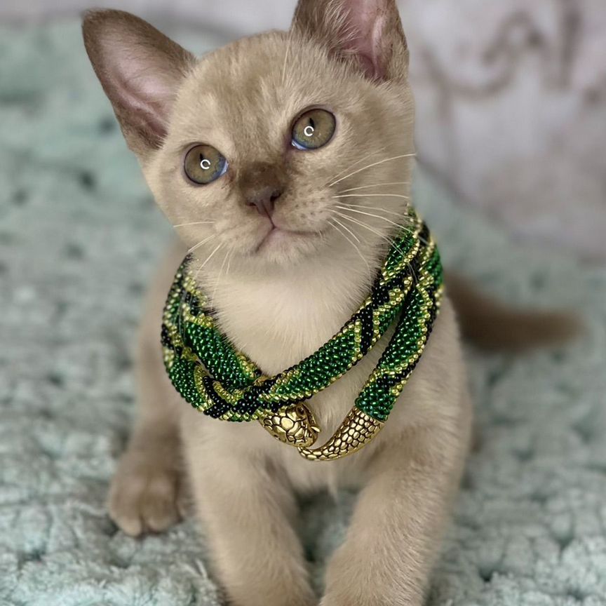 Шоколадная Бурманская девочка Тесла