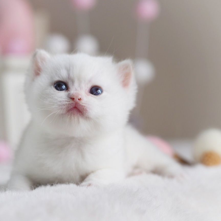 Британская девочка Улыбка