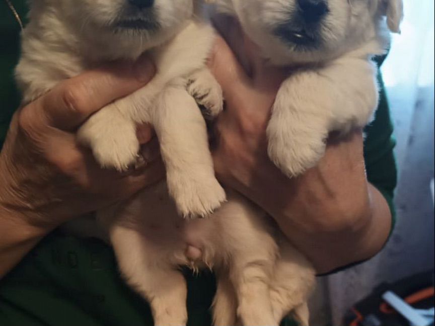 Собака балонка с кемто маленьким