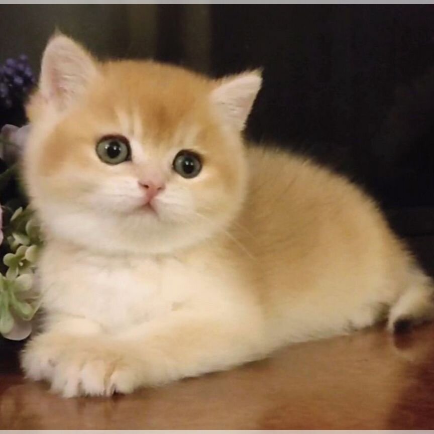 Элитный котенок золотая шиншилла