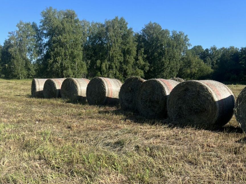 Сено в рулонах 2023