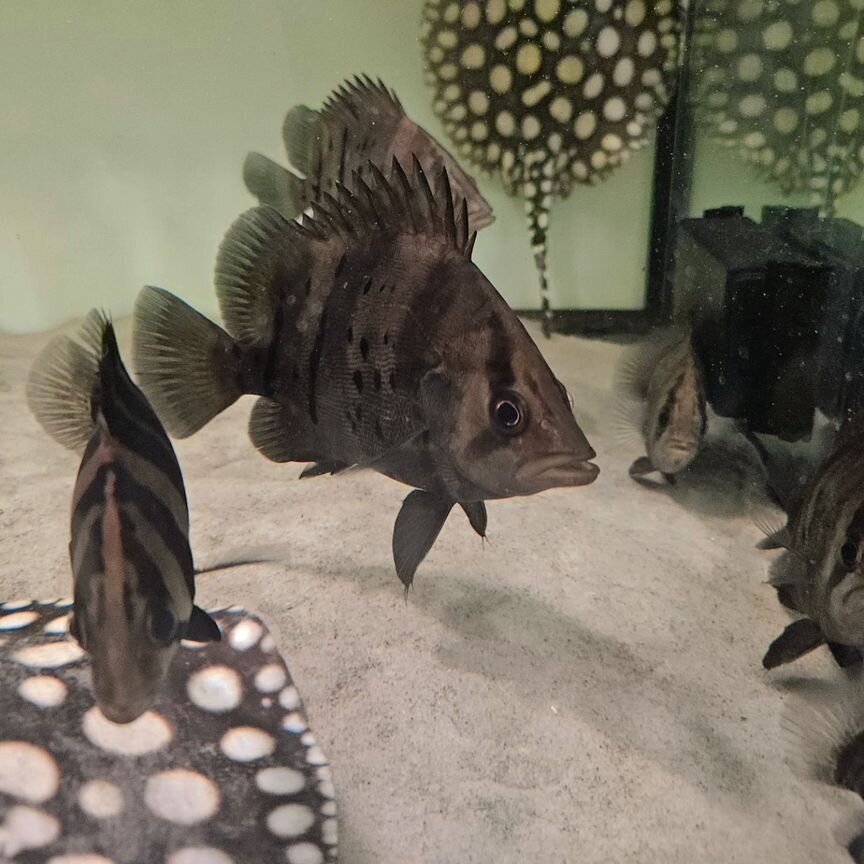 Тигровый окунь