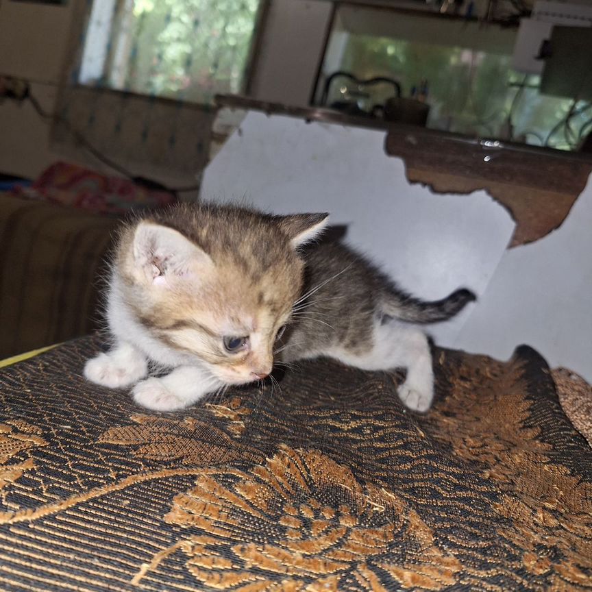 Котята